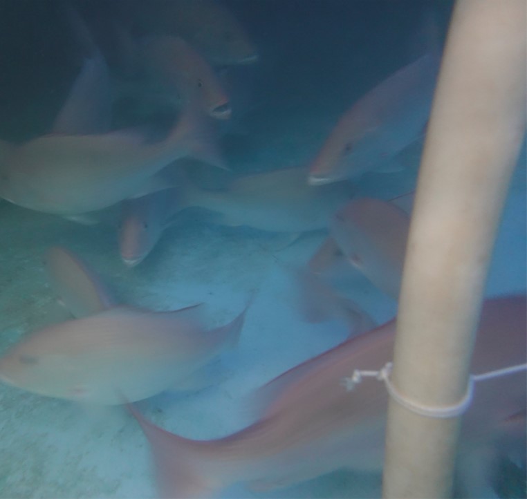 Aquaculture Interns Get Schooled at the Whitney Lab - Career and ...